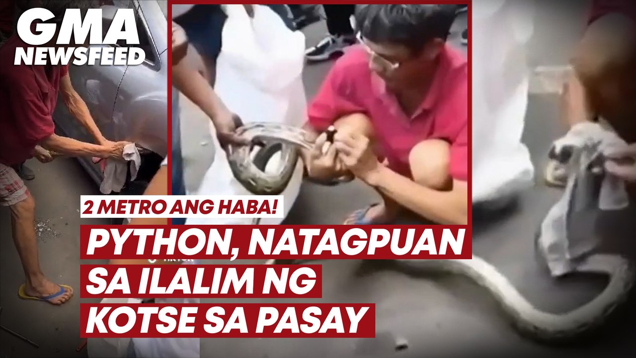 Python, natagpuan sa ilalim ng kotse sa Pasay | GMA News Feed - video Dailymotion