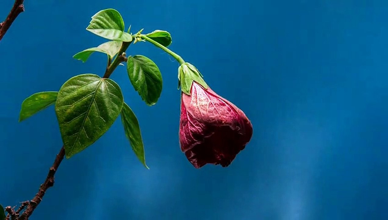 Flower growth - video Dailymotion