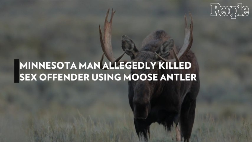 Minnesota Man Allegedly Killed Sex Offender Using Moose Antler ...