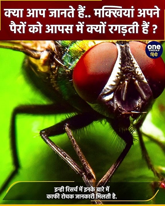 Why do flies rub their hands: Musca Domestica अपने हाथ क्यों रगड़ती हैं ...