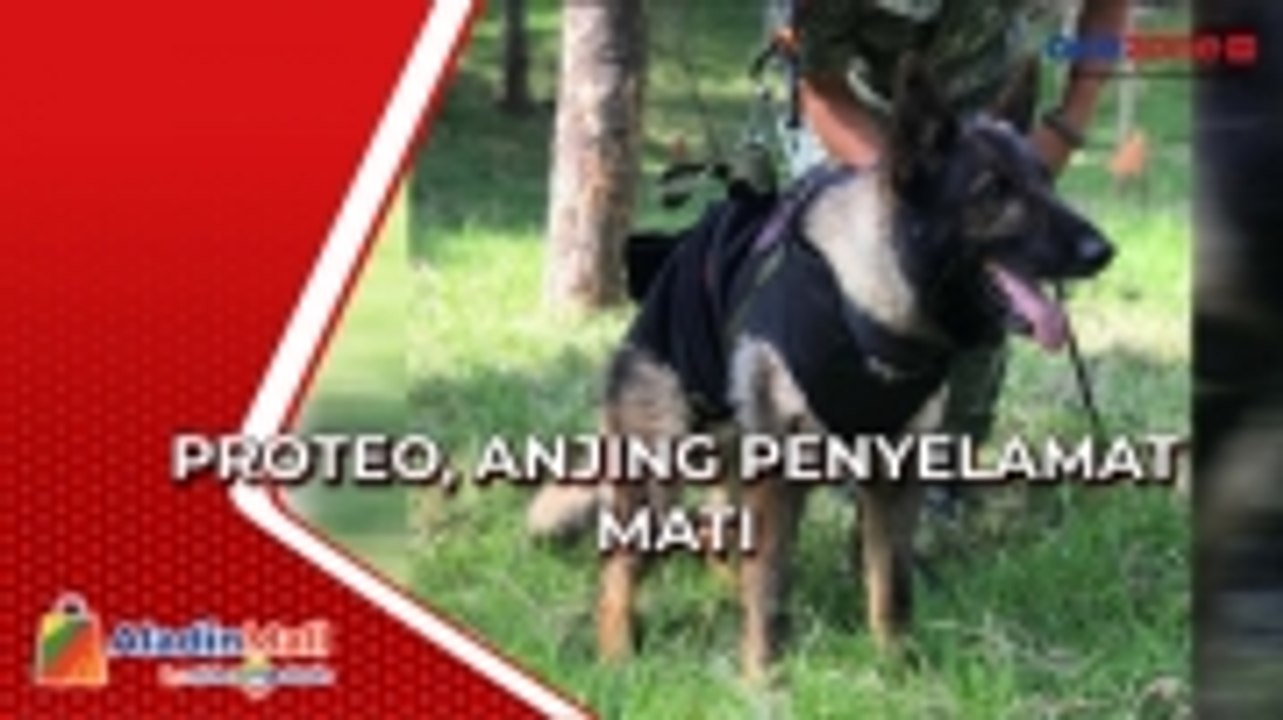 Proteo, Anjing Penyelamat dari Meksiko Bantu Korban Gempa Turki Mati - video Dailymotion