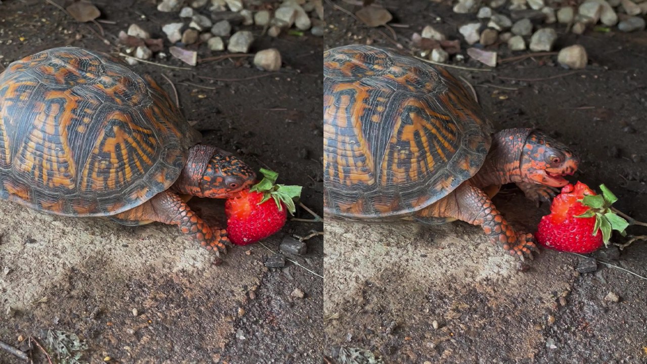 Watch and enjoy the satisfying ASMR of turtle eating strawberry ...