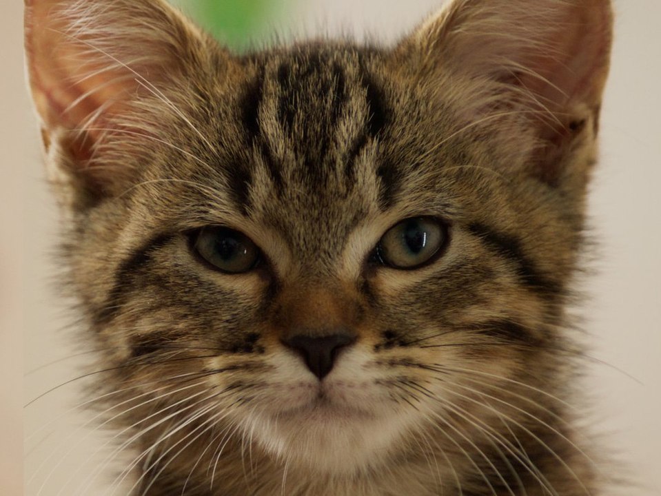 Mon chat et moi, la grande aventure de Rroû: Trailer HD - Vidéo Dailymotion