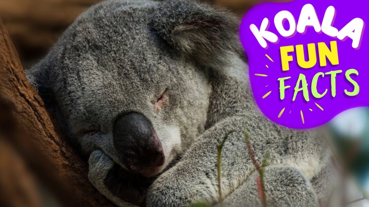 KOALA - The Cutest Cure for Stress and Anxiety! Plus, Fun facts about ...