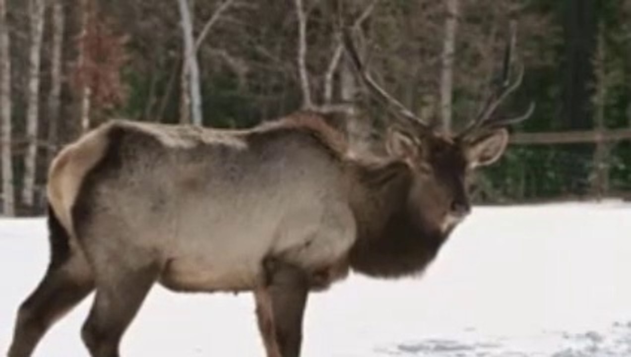 "Explore Wildlife and Stay Wild with Your Family - Learn About Amazing ...