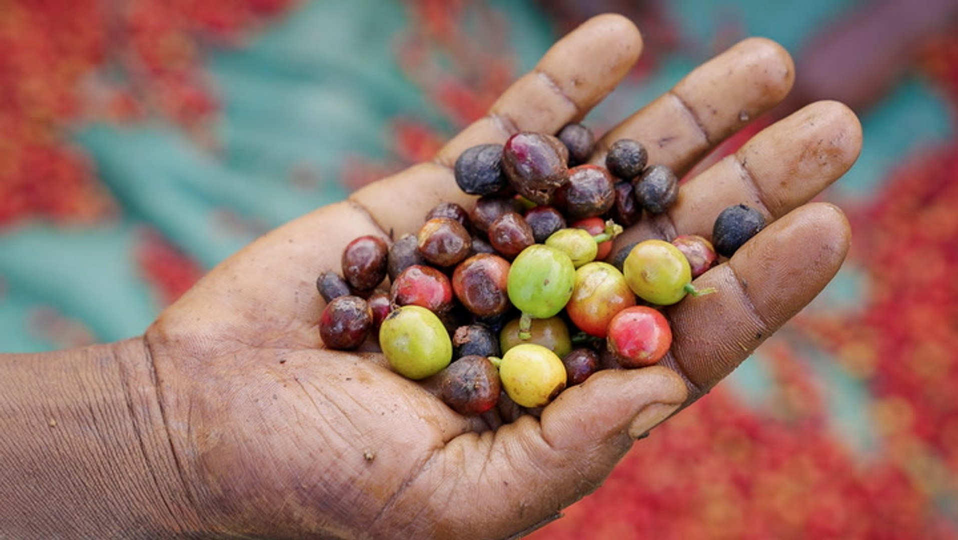 "Why single-origin coffee can cost $30 per pound. More than 5 times the ...