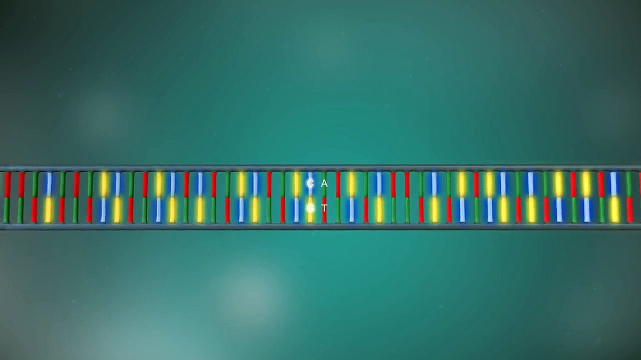 DNA replication - 3D - video Dailymotion