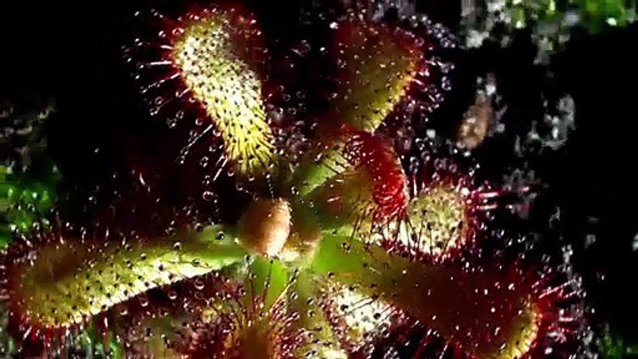 Terra | movie | 2015 | Official Trailer - video Dailymotion