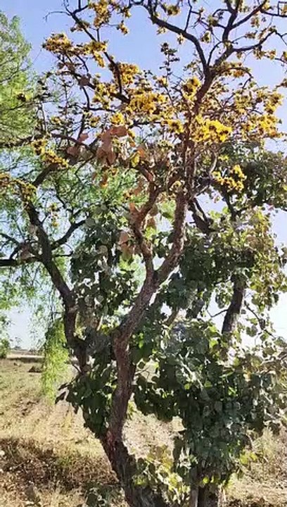 Yellow Palash blooming in the forest of Nimar - video Dailymotion