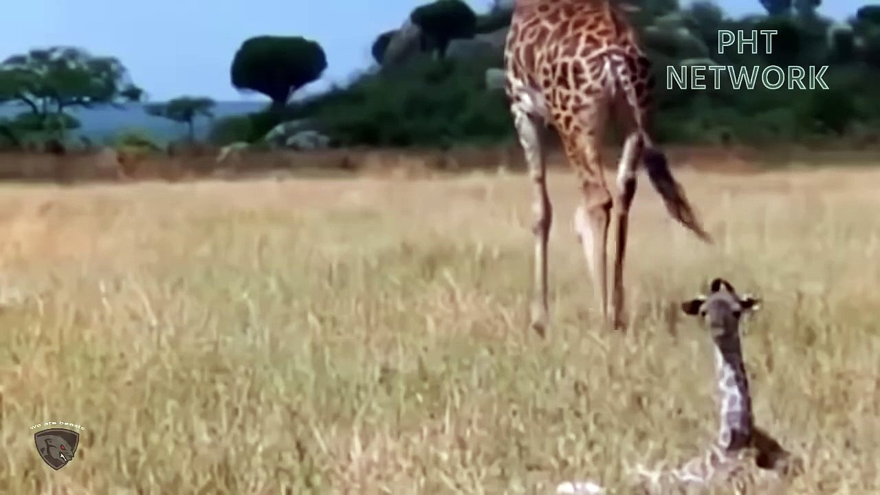 Crazy Giraffe Attack And Destroy Lion King To Escape Wild Animal Attack ...