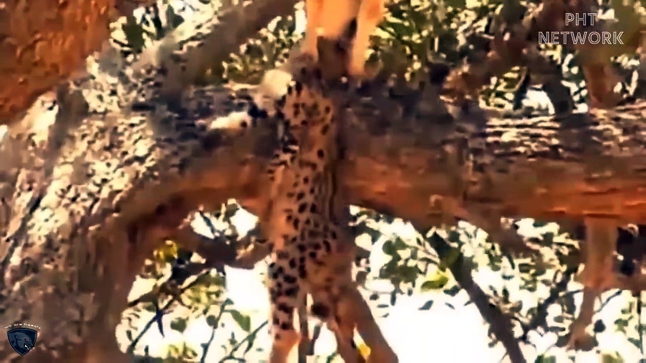 Evil eagle destroys leopard making it impossible for revenge - video ...