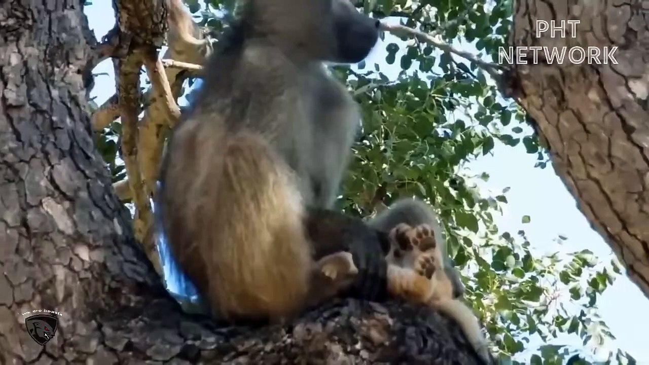 Pack Of Evil Baboons Kidnap Lion Cubs, Mother Lion Climbs Tree To ...