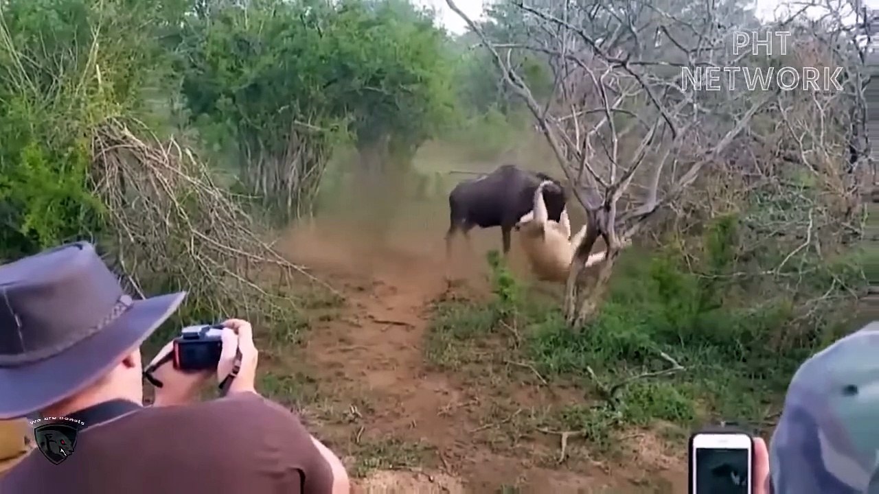 Wild Horses Use Fatal Kicks To Kick Wild Wolves So Savagely Wild Animal ...