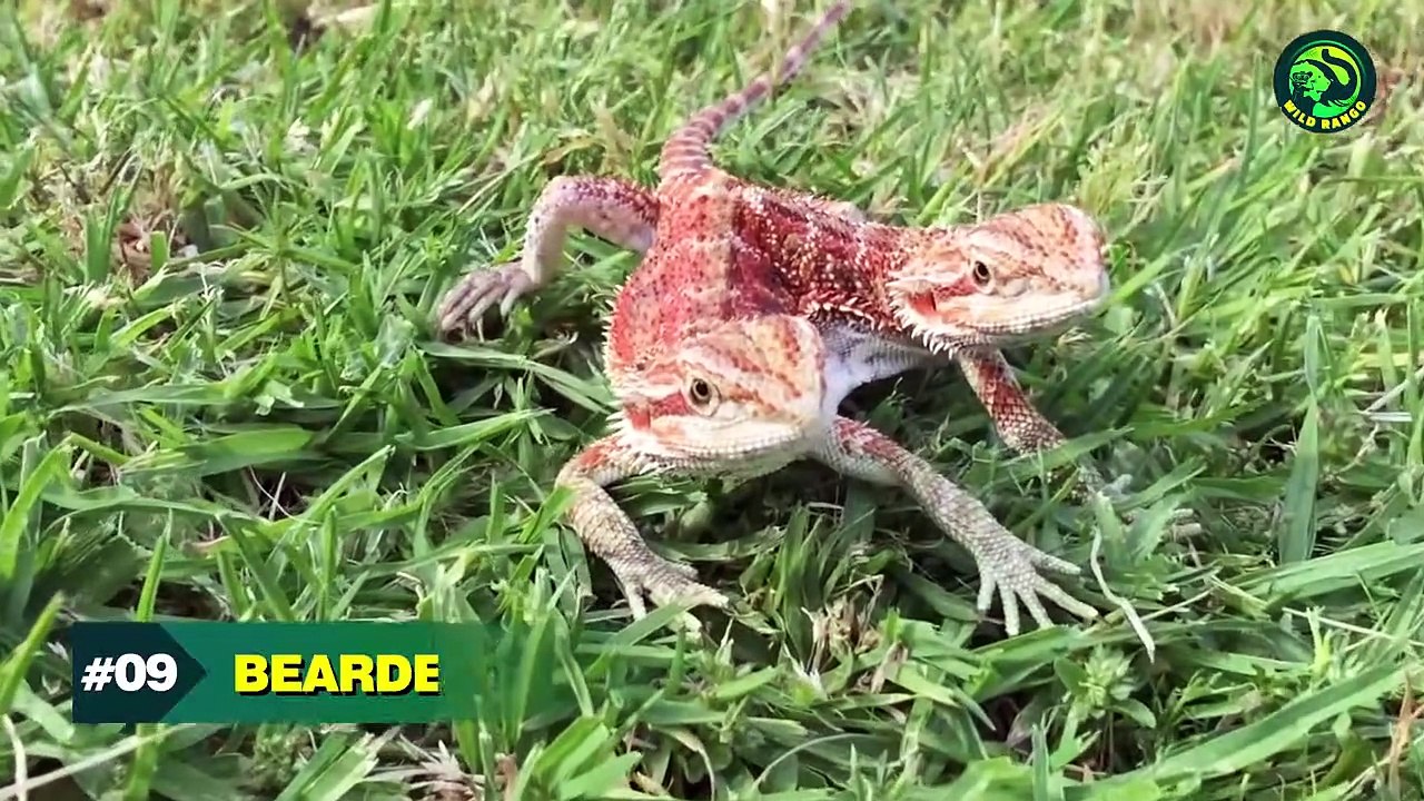 11 Rarest Two-headed Animals You Won’t Believe Exist - video Dailymotion