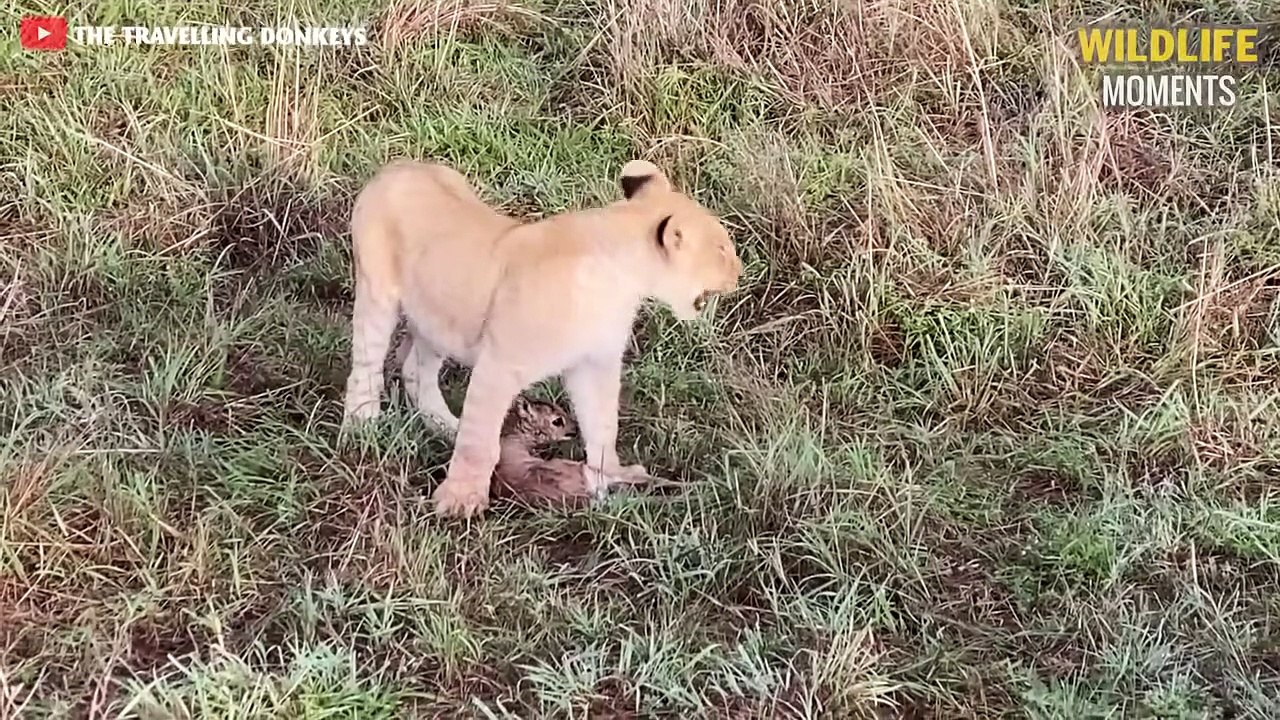 45 Pitiful Moments Baby Animal Is Eaten You Shouldn't Click On ...