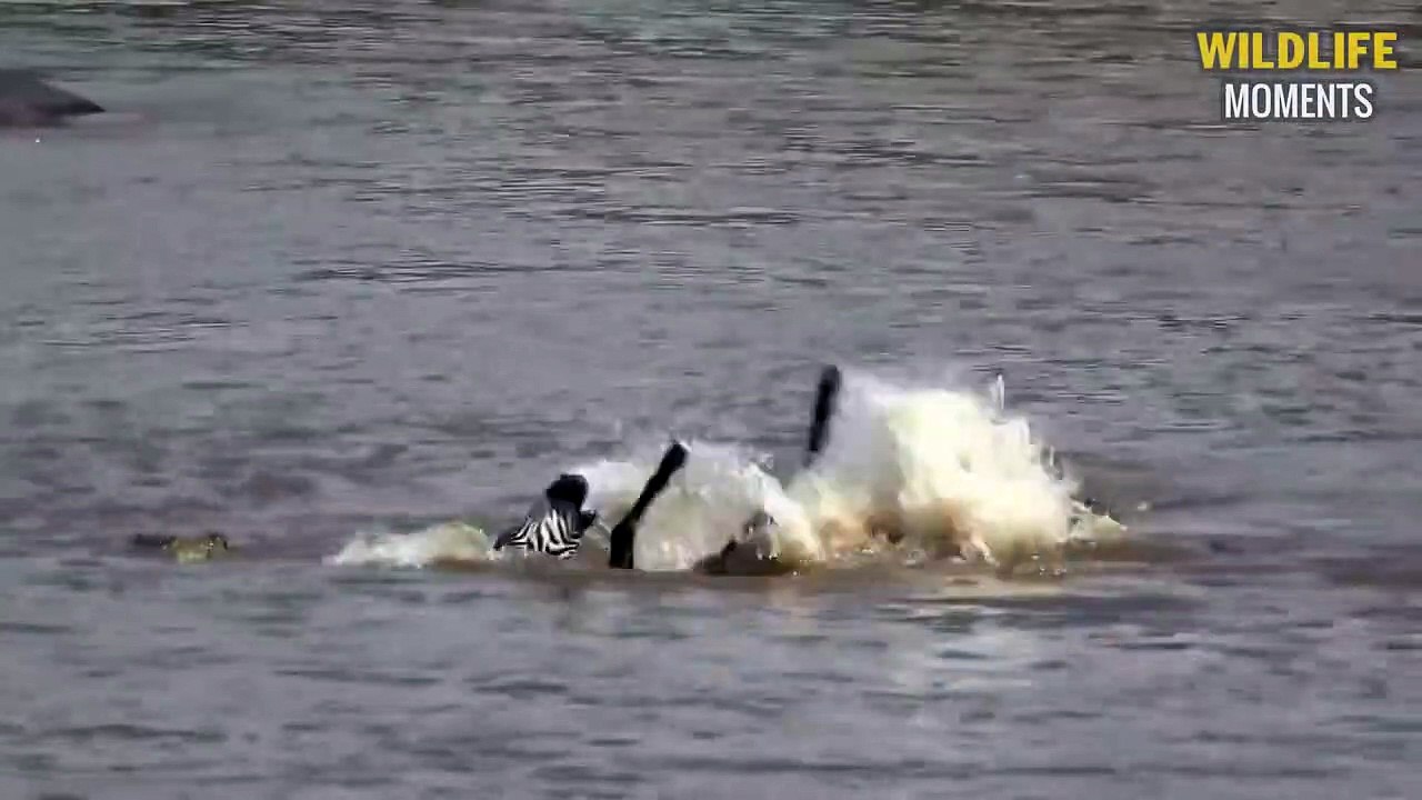 45 Incredible Moments Animals Get Injured And Stay Alive - Wildlife ...