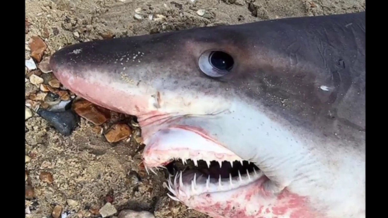 6ft Long Smalltooth Sand Tiger Shark Washes Up On British Beach After ...