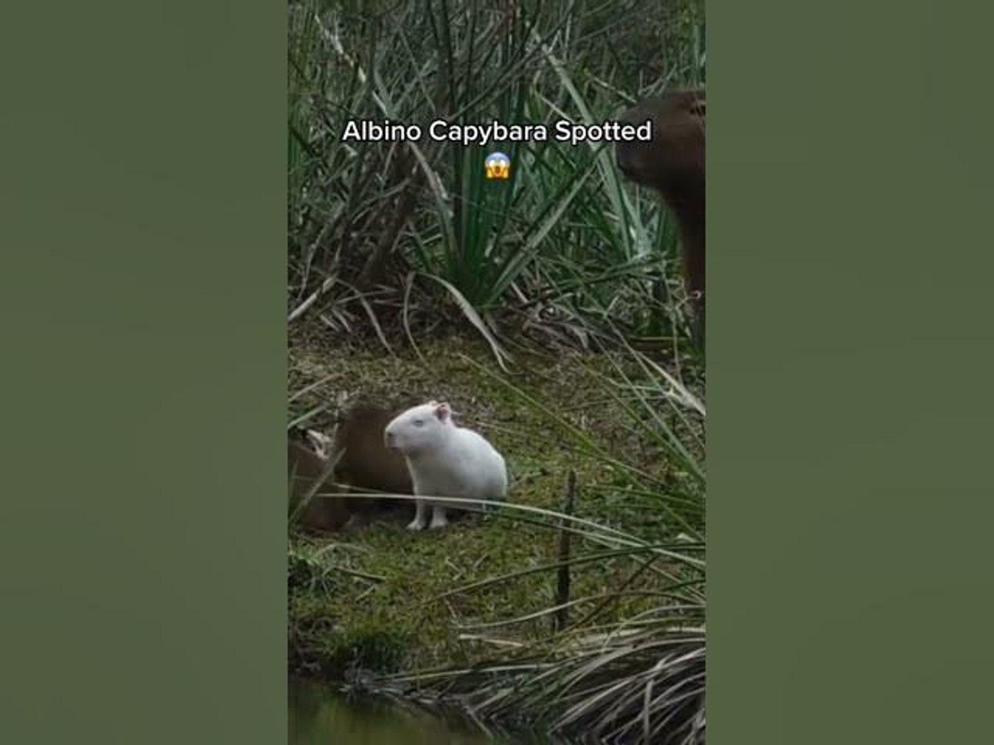 Albino Capybara