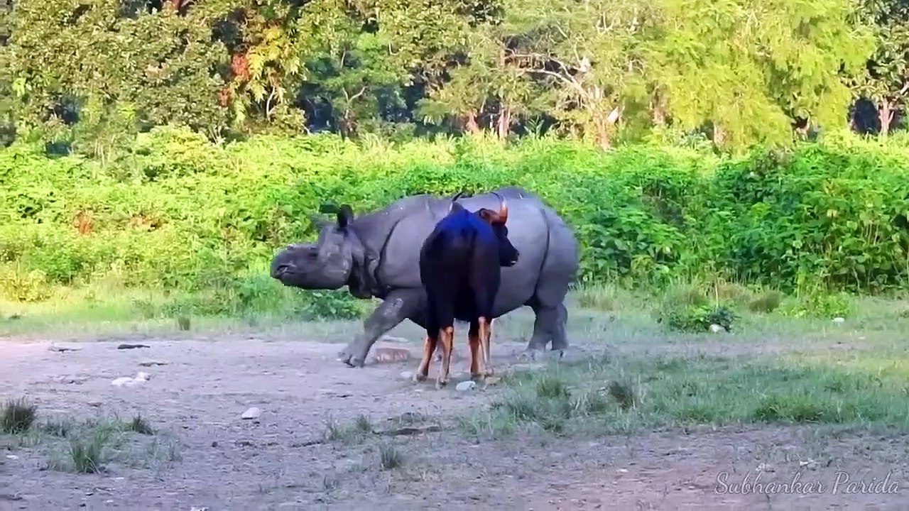 Incredible! Courageous Gaur Fights To Survive Tiger's Scary Hunt ...
