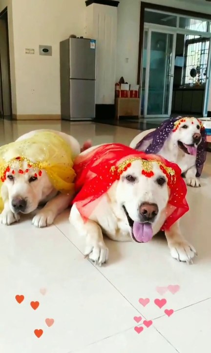 Funny Dogs Video || Perfume laga chunni main||#viral #shorts #short # ...