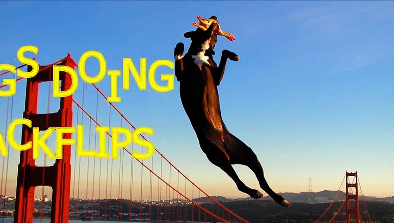 Dogs doing amazing backflips - Funny and awesome dog compilation ...