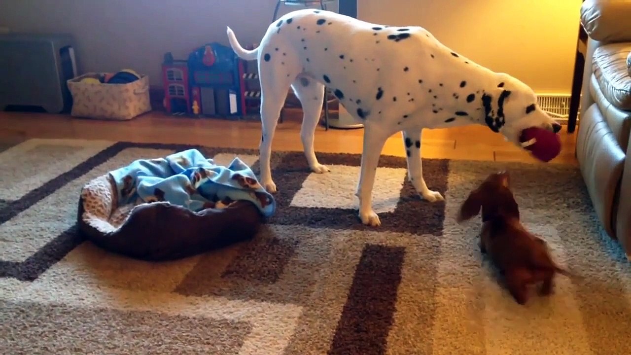 The Funniest Cute Pets & Animals Bloopers of 2016 Caught On Tape Weekly ...