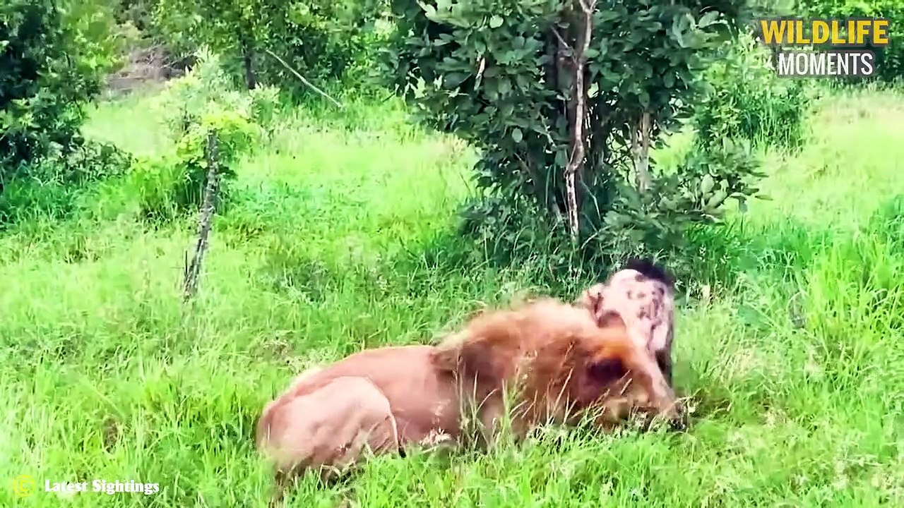 Hyena Vs Lion Fight & 45 Brutal Moments Hyena Fight With Other ...