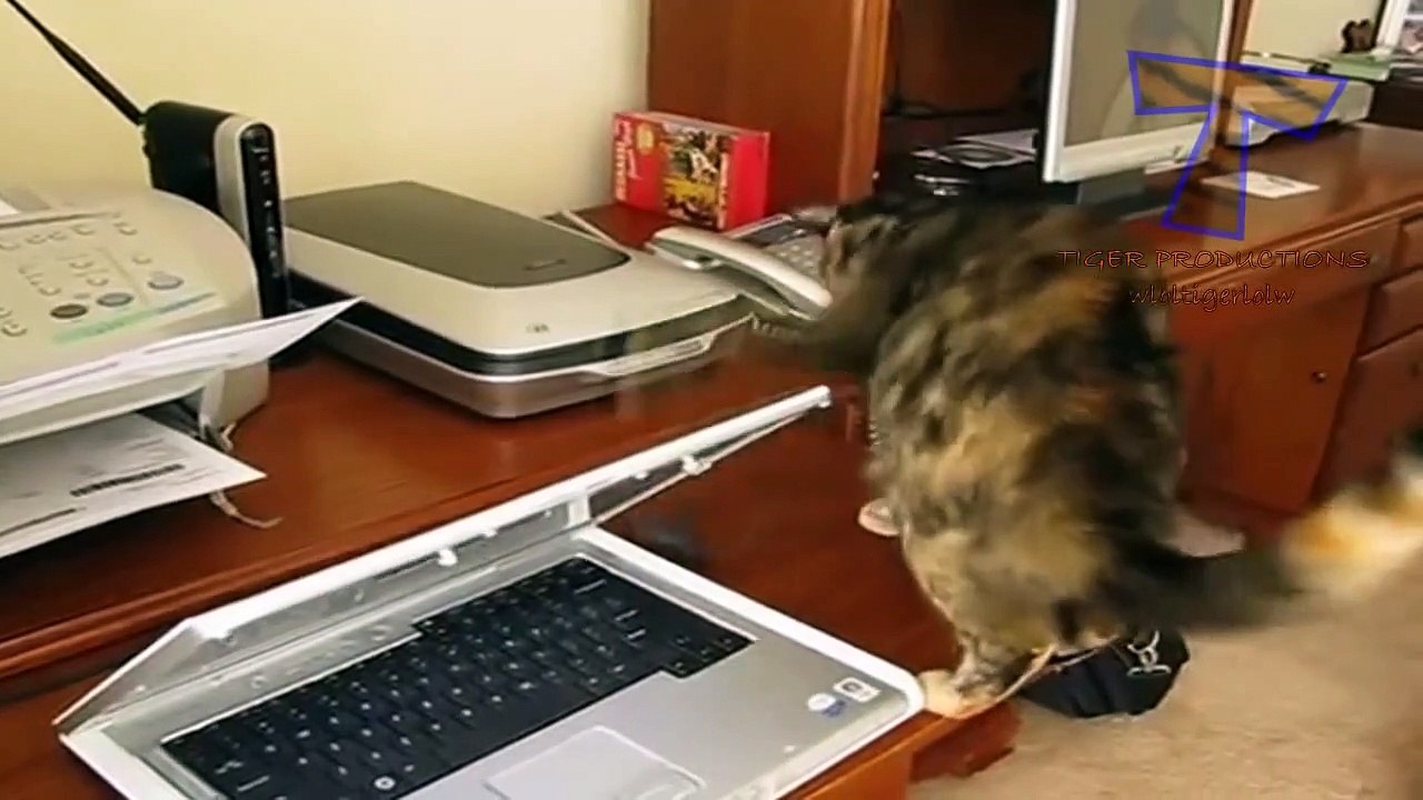 Cats vs printers - Funny and cute cat compilation - Vidéo Dailymotion