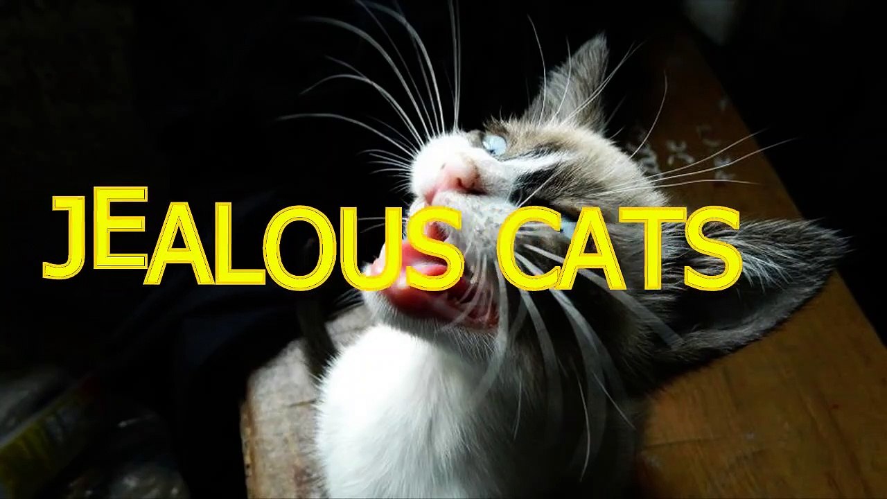 Cute Cats Feel Jealous Funny Jealous Cats Compilation Vidéo Dailymotion