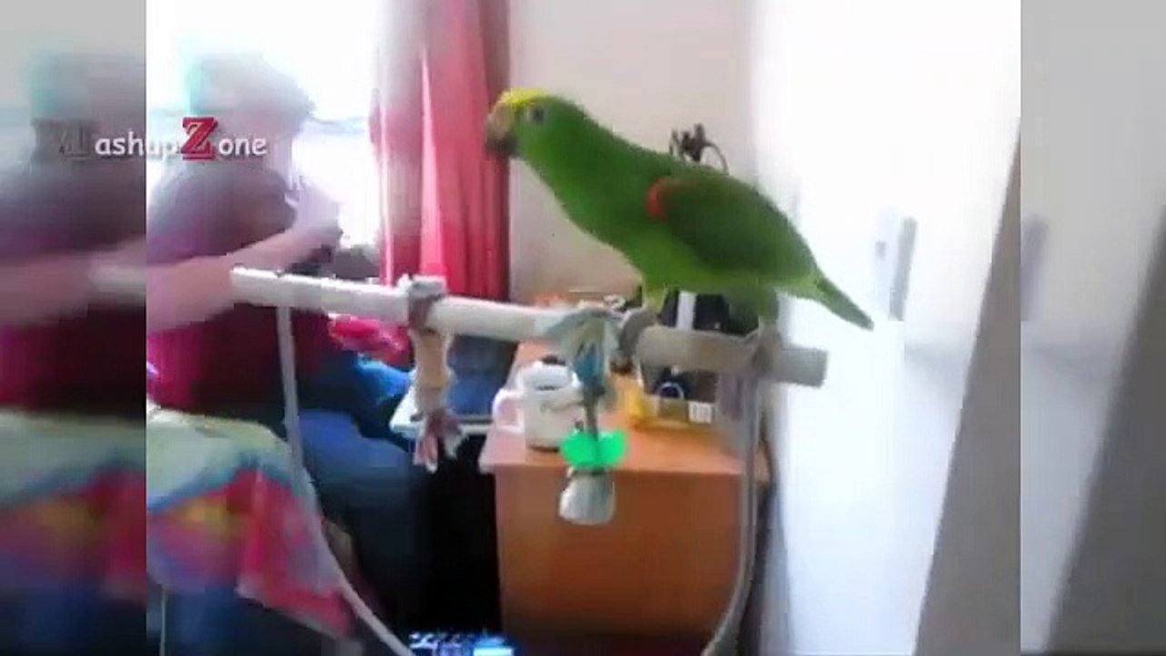FUNNIEST PARROTS - Cute Parrot And Funny Parrot Videos Compilation ...