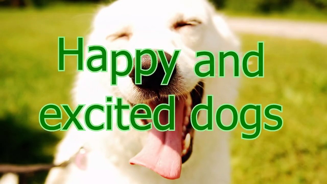 Happy and excited dogs - Funny and cute dog compilation - Vidéo Dailymotion
