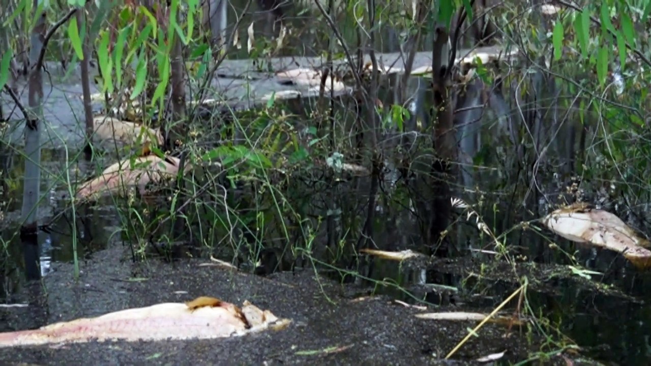 Rotting fish sparks concern over safety of drinking water - video ...