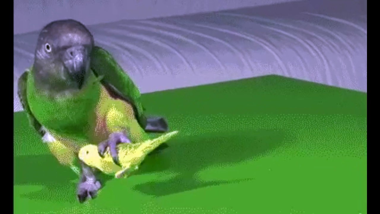 The Funniest Parrot Compilation Video You've Ever Seen! - video Dailymotion