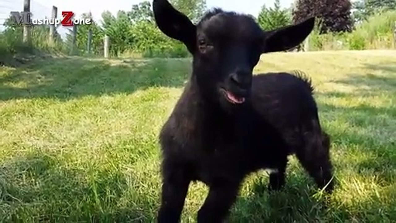 Animals Making Funny Noises - A Funny Animal Sounds Compilation 2016 (2 ...