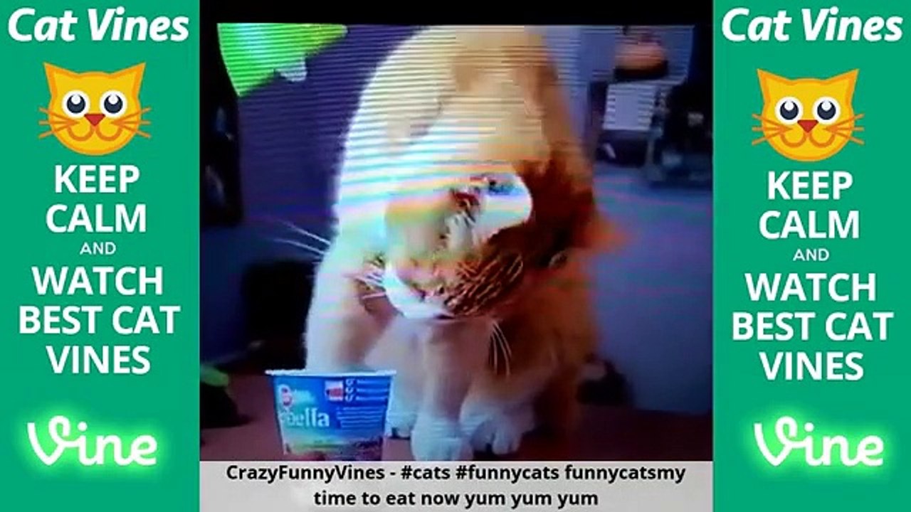 Best Funny Cat Vines Compilation 2015 #3 - Vidéo Dailymotion