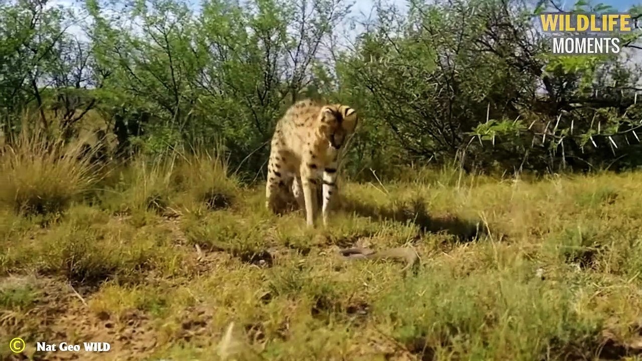 45 Heart Attack Moments When Serval Mess With Wrong Lion, Leopard ...