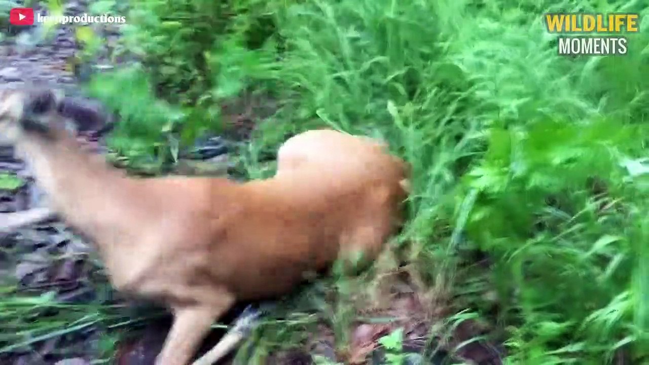 45 Incredible Moments Animals Get Injured - Wildlife Moments - video ...