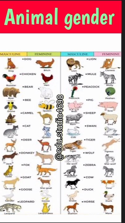 gender of animals | Masculine and feminine gender animals | Animals ...