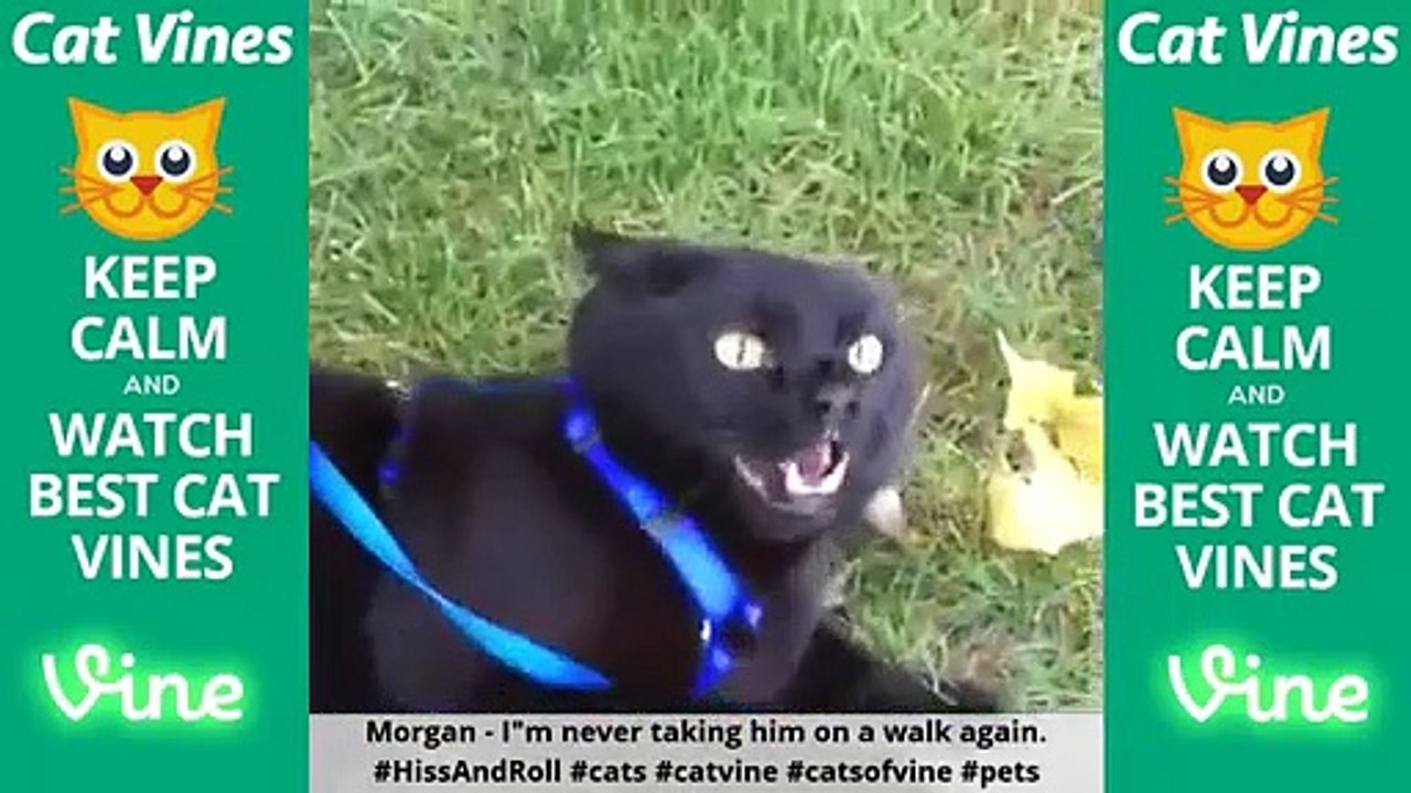 Best Funny Cat Vines Compilation 2015 #5 - Vidéo Dailymotion