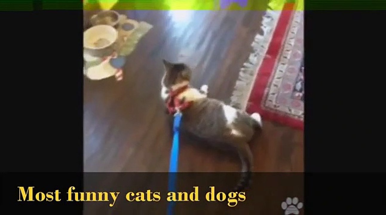 Most funny cats and dogs Pranks Compilation 2016 - Vidéo Dailymotion
