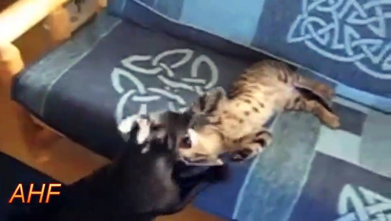 Funny Pugs Vs Cats Compilation 2016 AHF - Vidéo Dailymotion