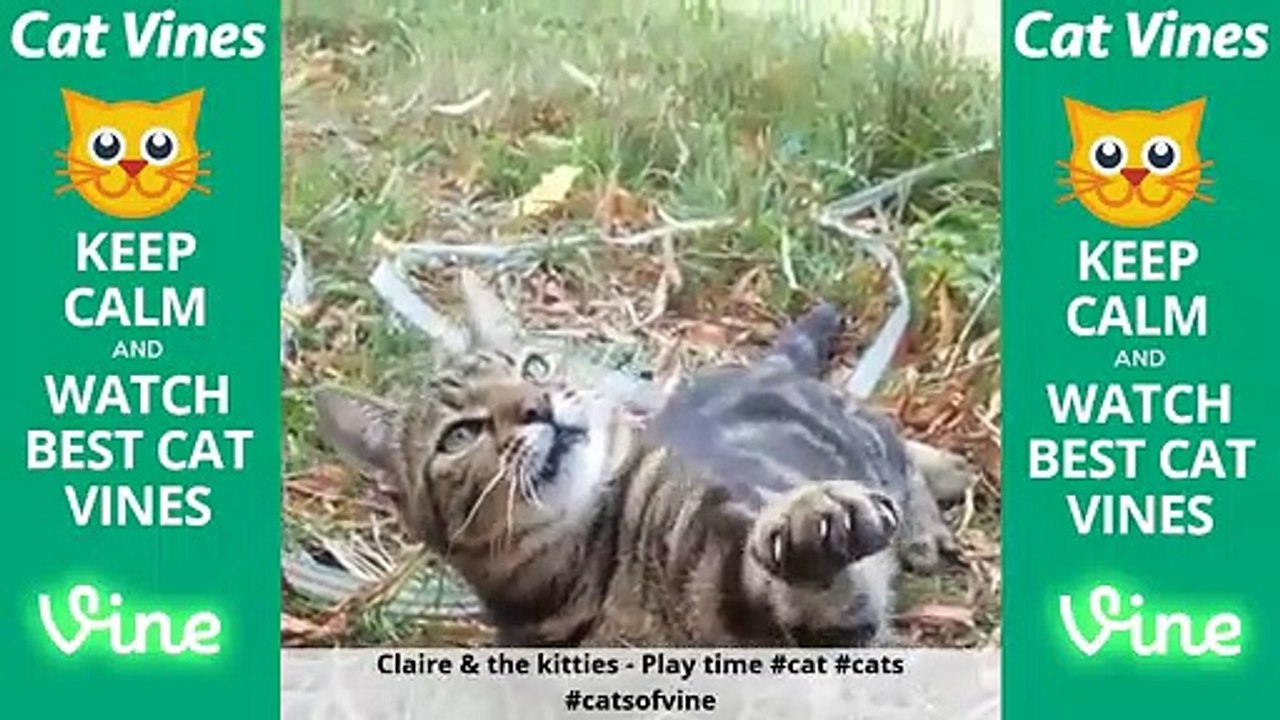 Funniest Cat Vines #83 - Updated August 28th, 2015 - Vidéo Dailymotion