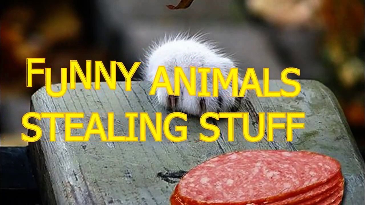 Funny animals stealing stuff Cute animal compilation funny pets funny ...