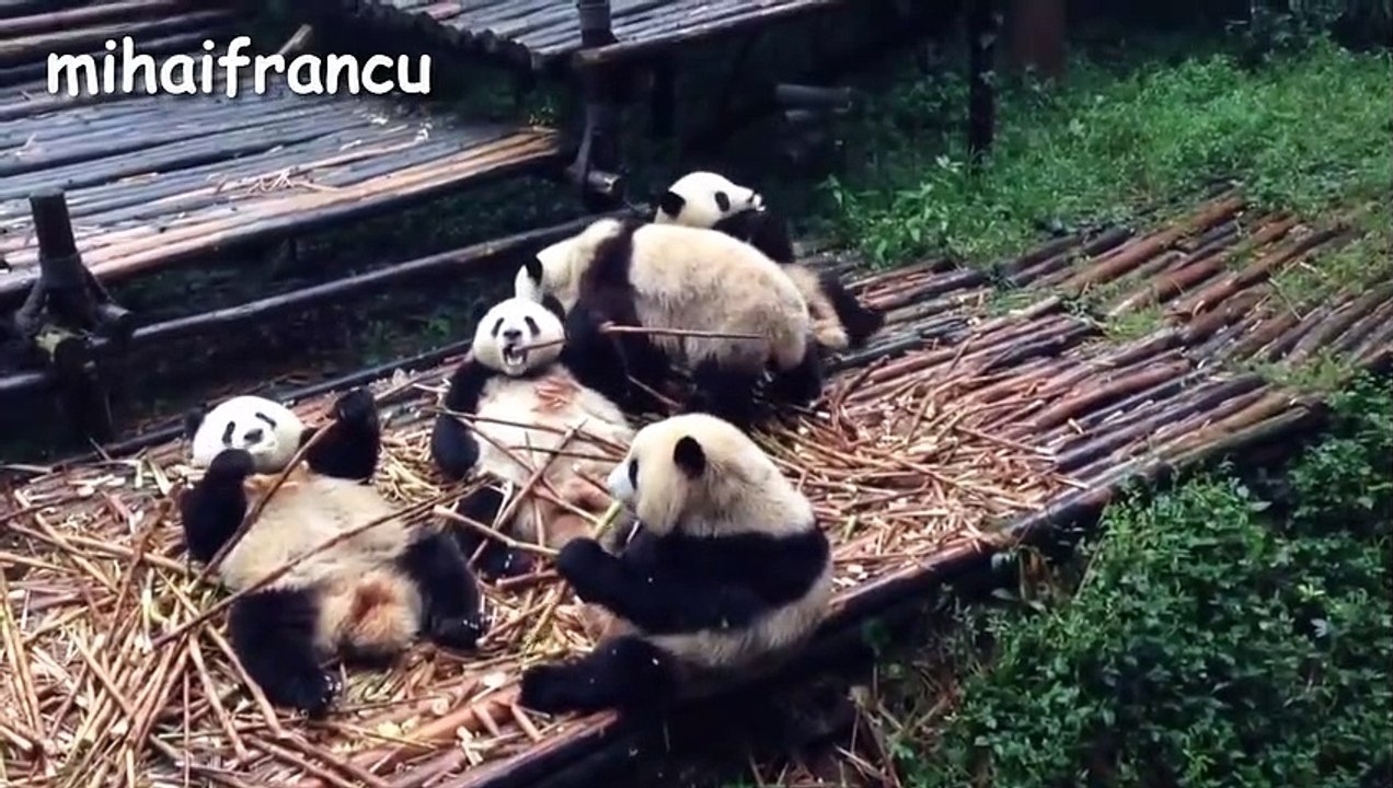Panda Bear - A Funny Panda And Cute Panda Videos Compilation NEW HD ...