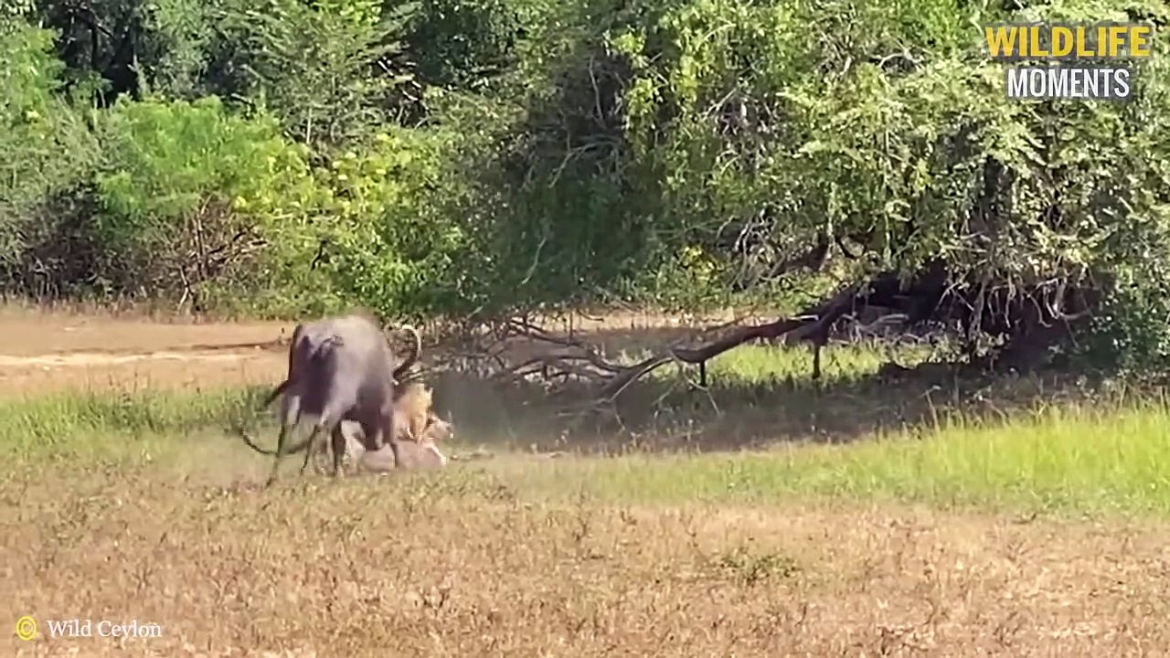 45 Incredible Moments Prey Knocks Down Predators With Horns - Wildlife ...