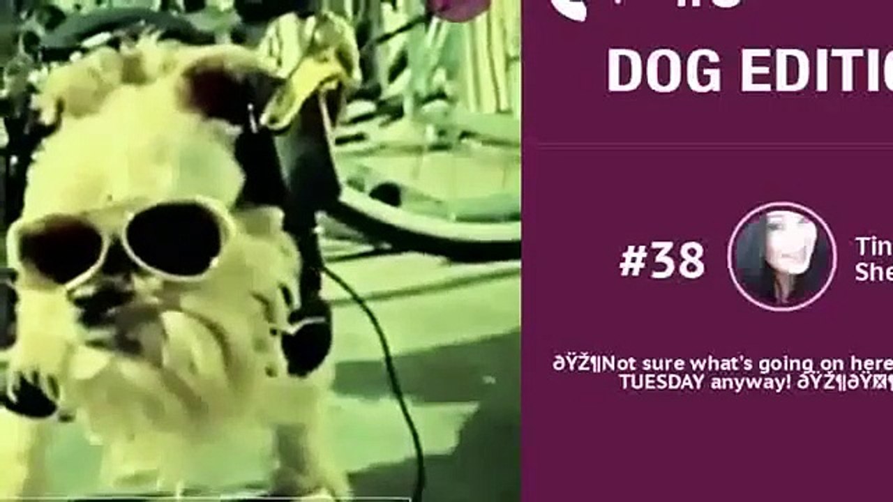 Best dog vines Vine compilation June 2014 Ep 9 Funny dog videos - Vidéo ...