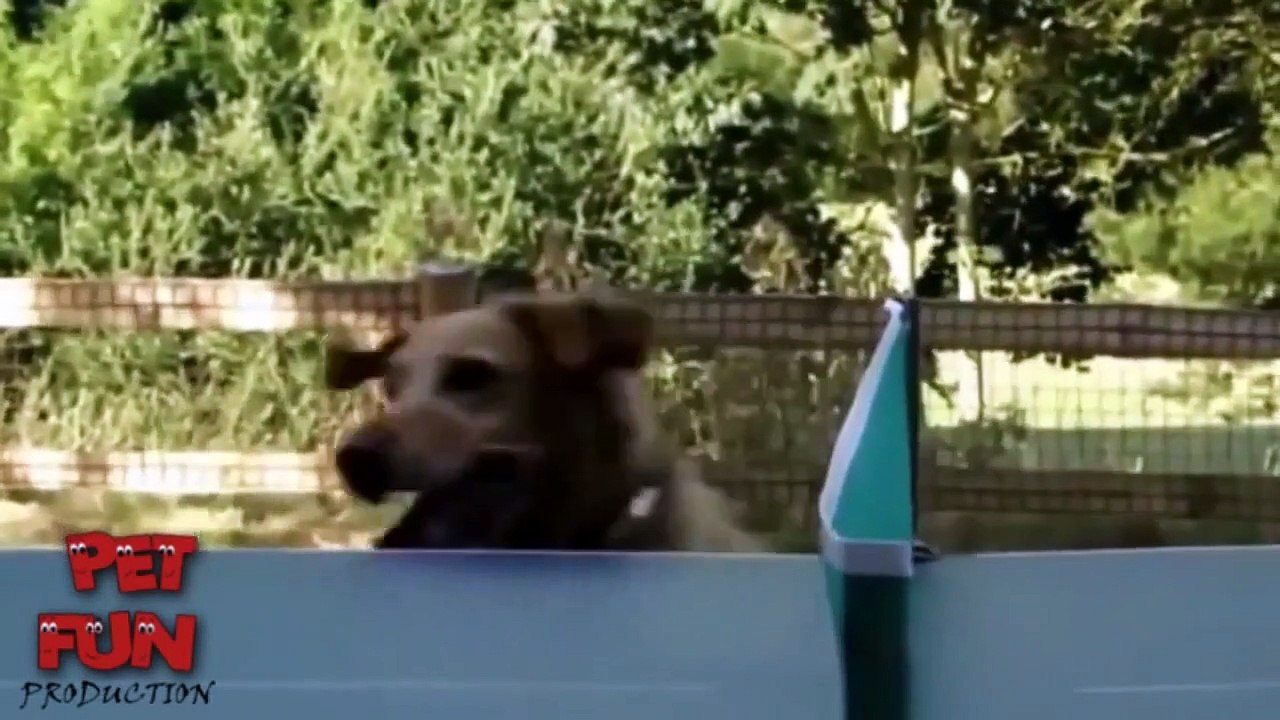 Funny dog vines video compilation funny dog vines - Vidéo Dailymotion