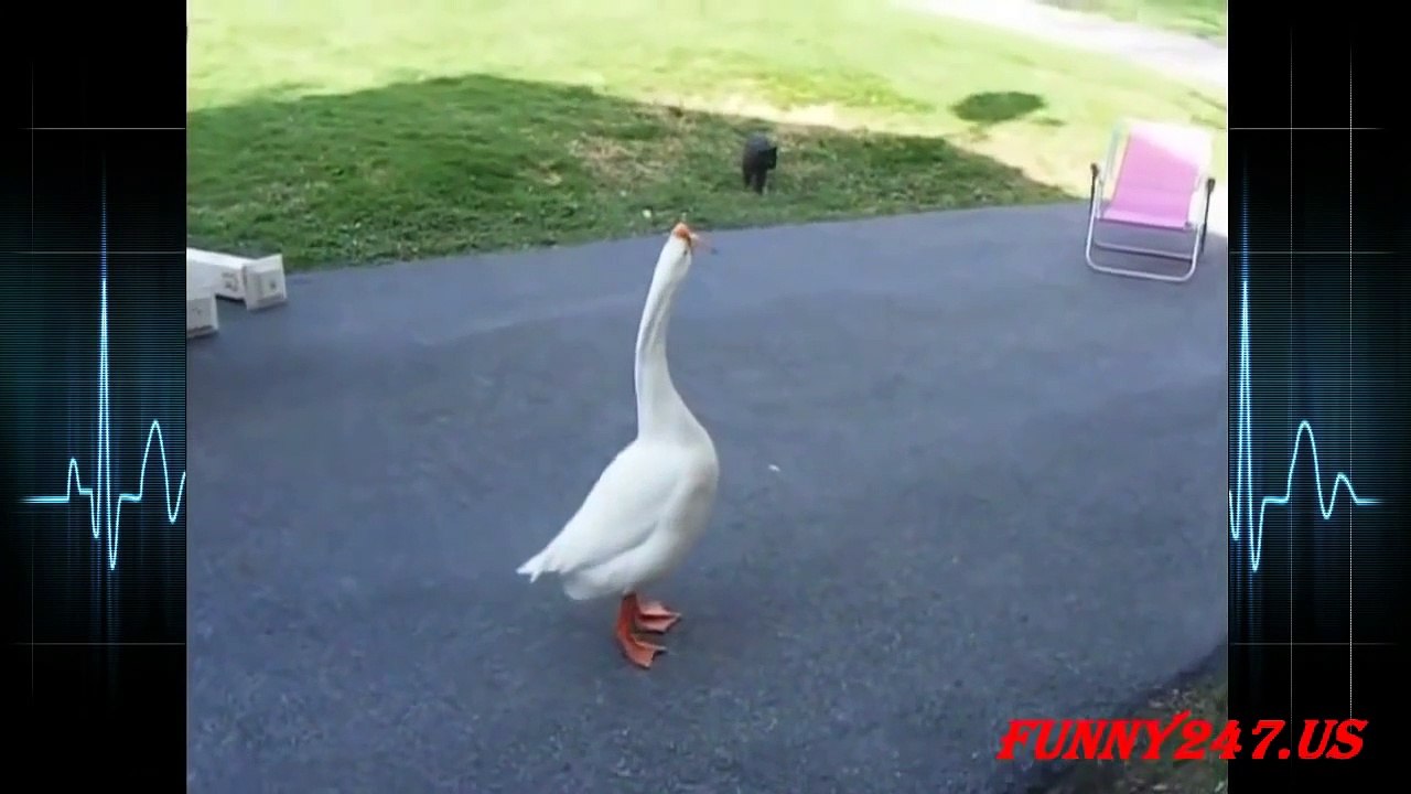 Cat Vs Goose Funny Animals Attack Clips - Vidéo Dailymotion
