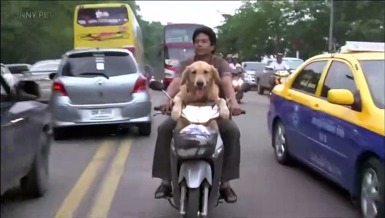Dogs RIDING BIKES ★ Funny Dogs Drive Motorcycles! [Funny Pets] - Vidéo ...