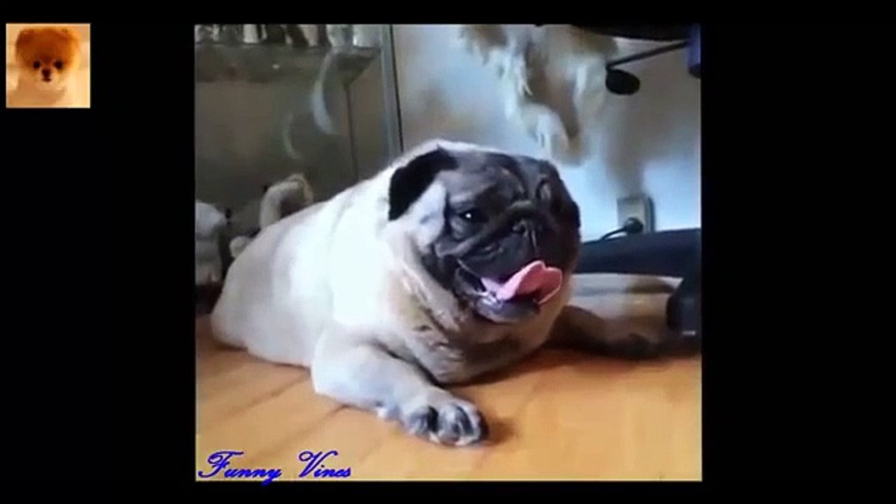 Funny Dog Vines 2015 - Vidéo Dailymotion